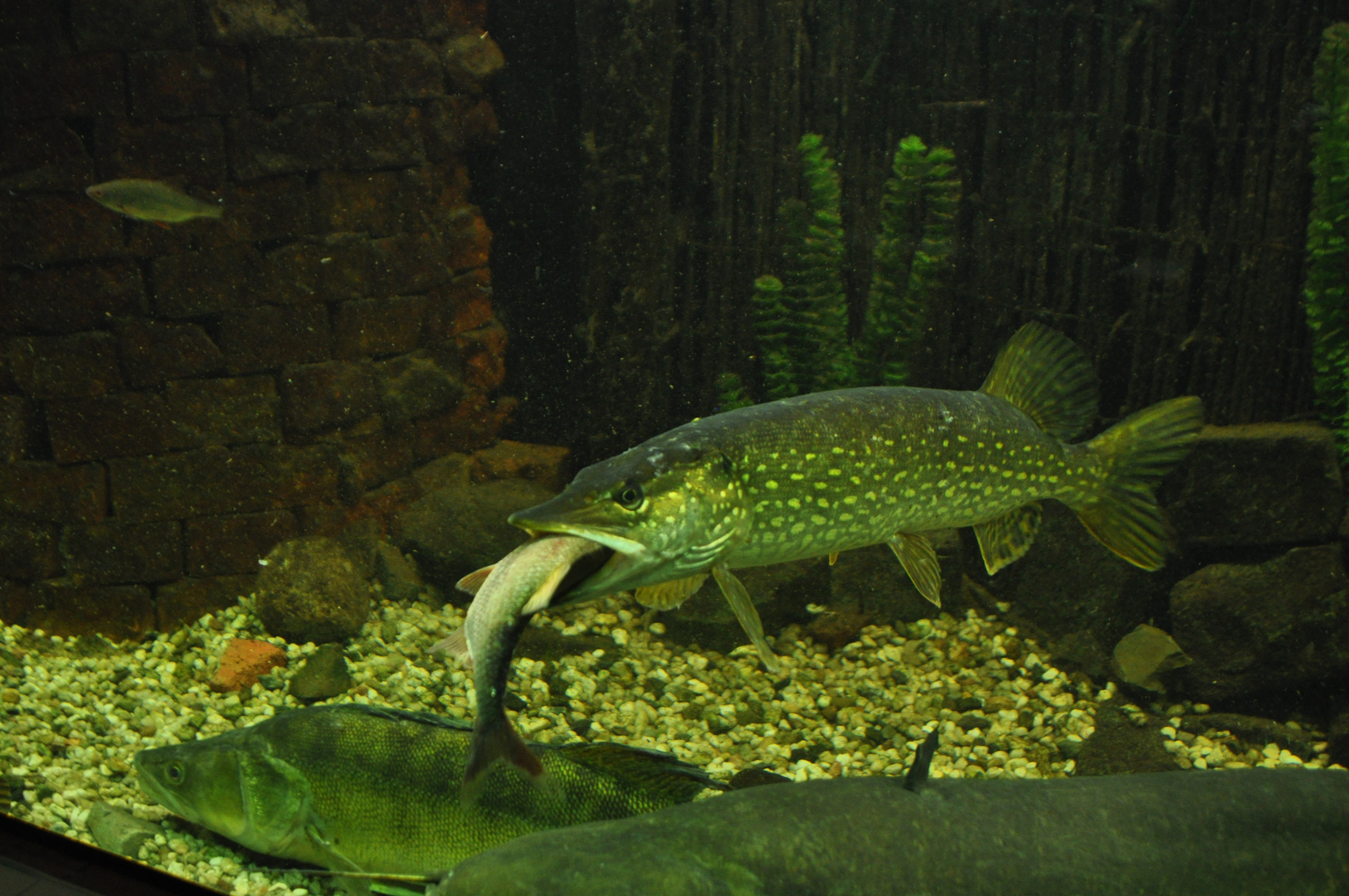 Hecht bei der Nahrungsaufnahme Foto & Bild | tiere, wildlife, fische ...