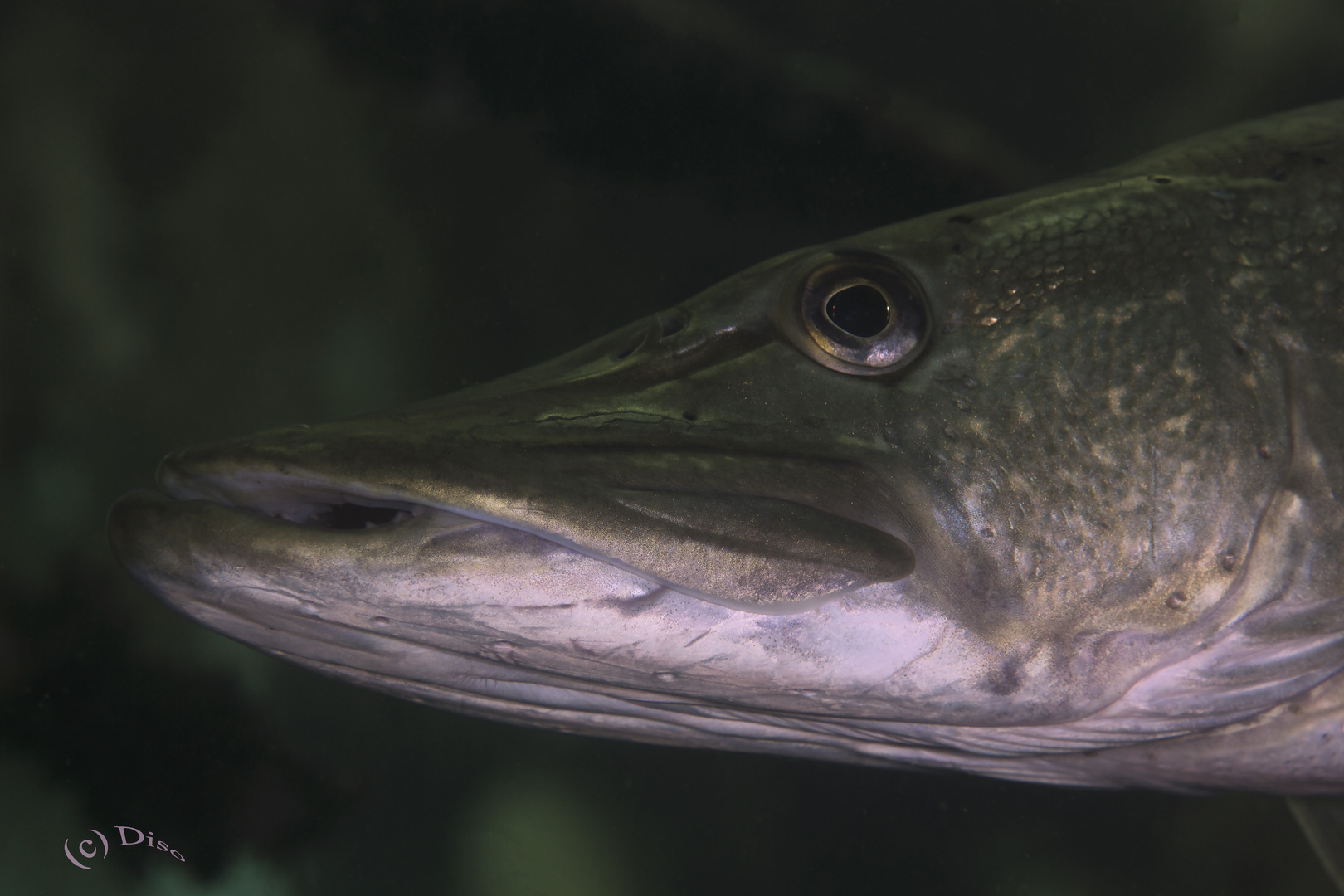 Hecht Foto & Bild | tiere, wildlife, fische Bilder auf fotocommunity