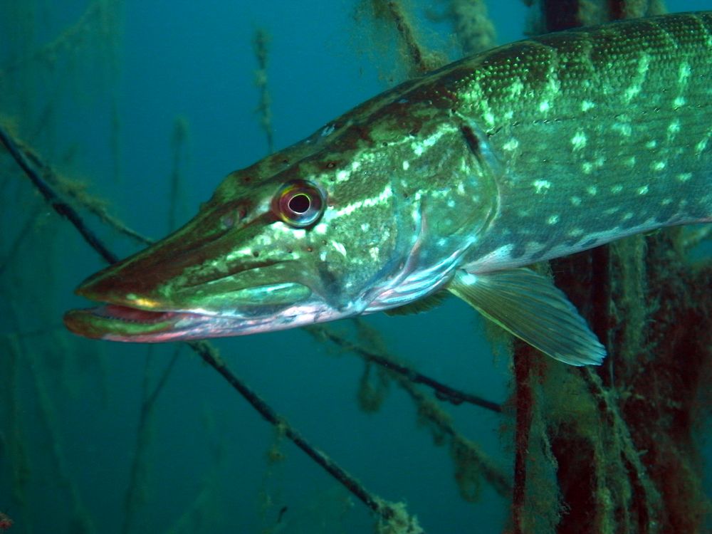 Hecht - einer von vielen Foto & Bild | unterwasser, uw-süsswasser ...