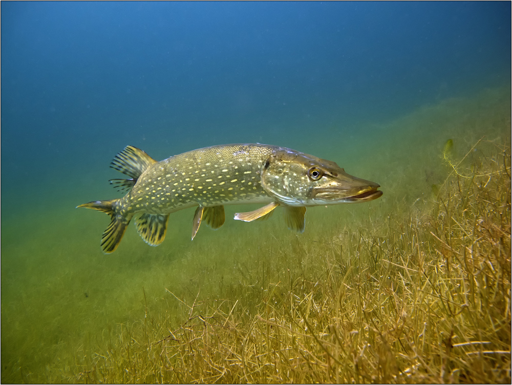 Hecht - Esox licius Teil II Foto & Bild | unterwasser, uw-süsswasser ...