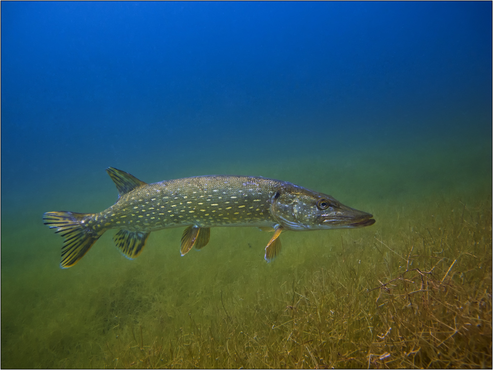 Hecht - Esox licius Teil III Foto & Bild | unterwasser, uw-süsswasser ...