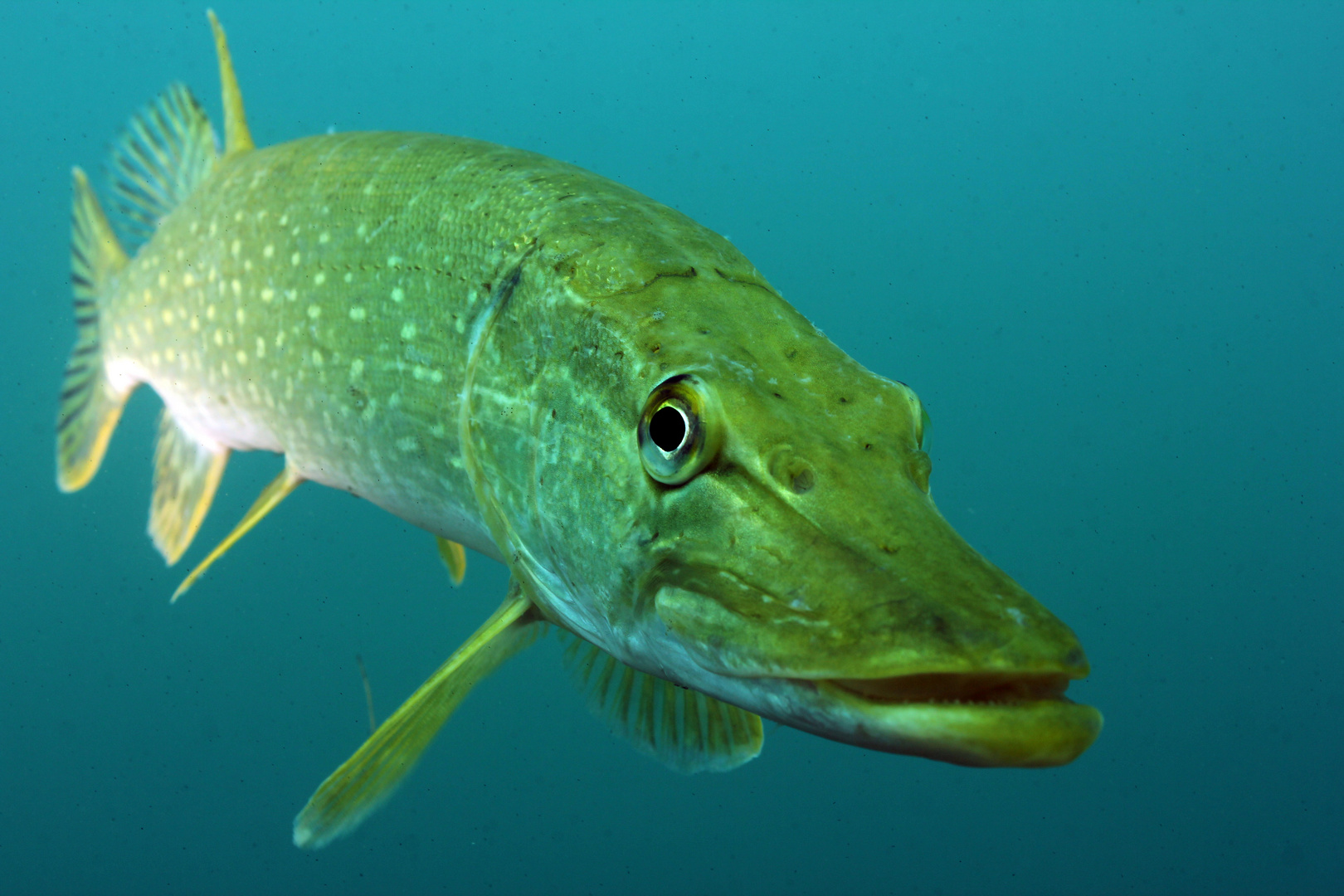 Hecht Eye Foto & Bild | tiere, wildlife, fische Bilder auf fotocommunity