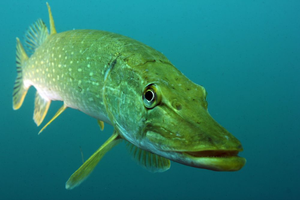 Hecht Eye Foto & Bild | tiere, wildlife, fische Bilder auf fotocommunity