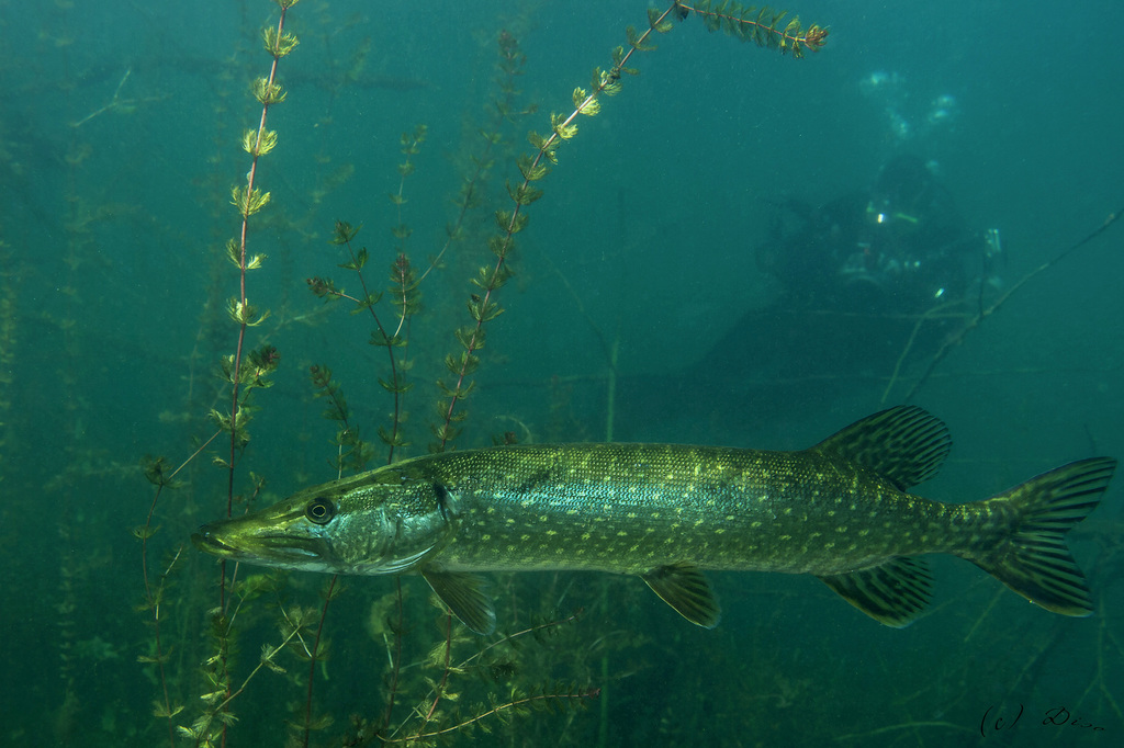 Hecht Foto & Bild | fotos, wasser, natur Bilder auf fotocommunity