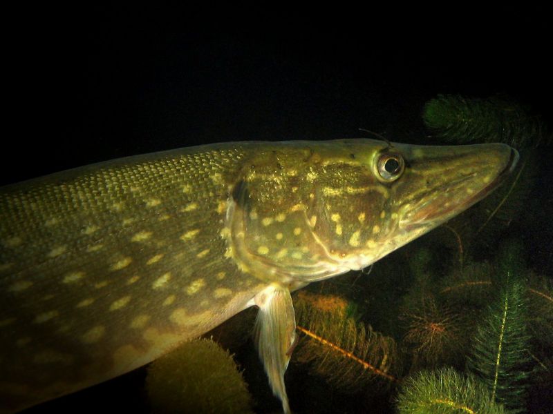 Hecht Foto & Bild | unterwasser, natur-kreativ, aufnahmetechniken ...