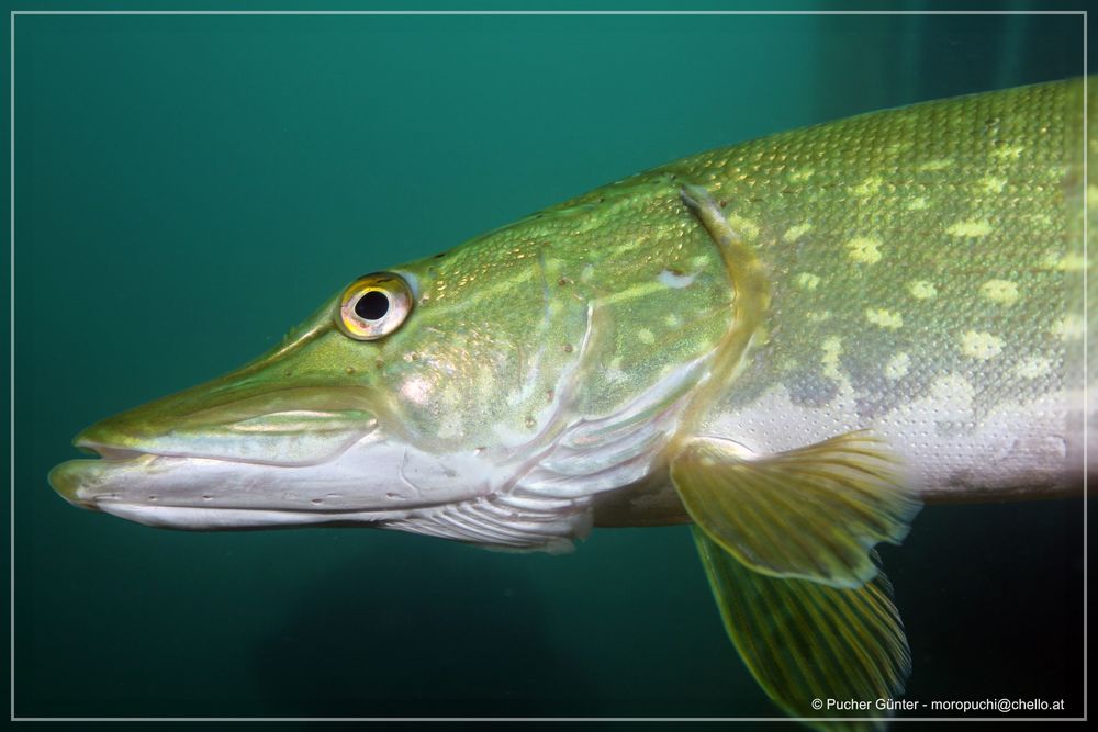 Hecht Groß Foto & Bild | tiere, wildlife, fische Bilder auf fotocommunity