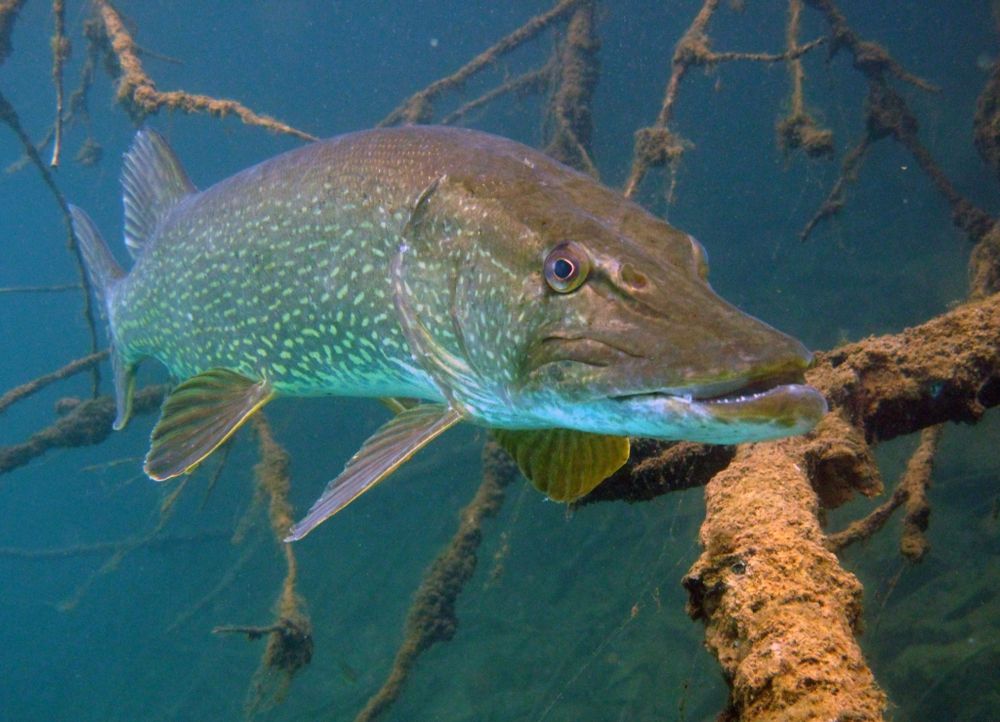 Hecht im Canyon Foto & Bild | tiere, wildlife, fische Bilder auf ...