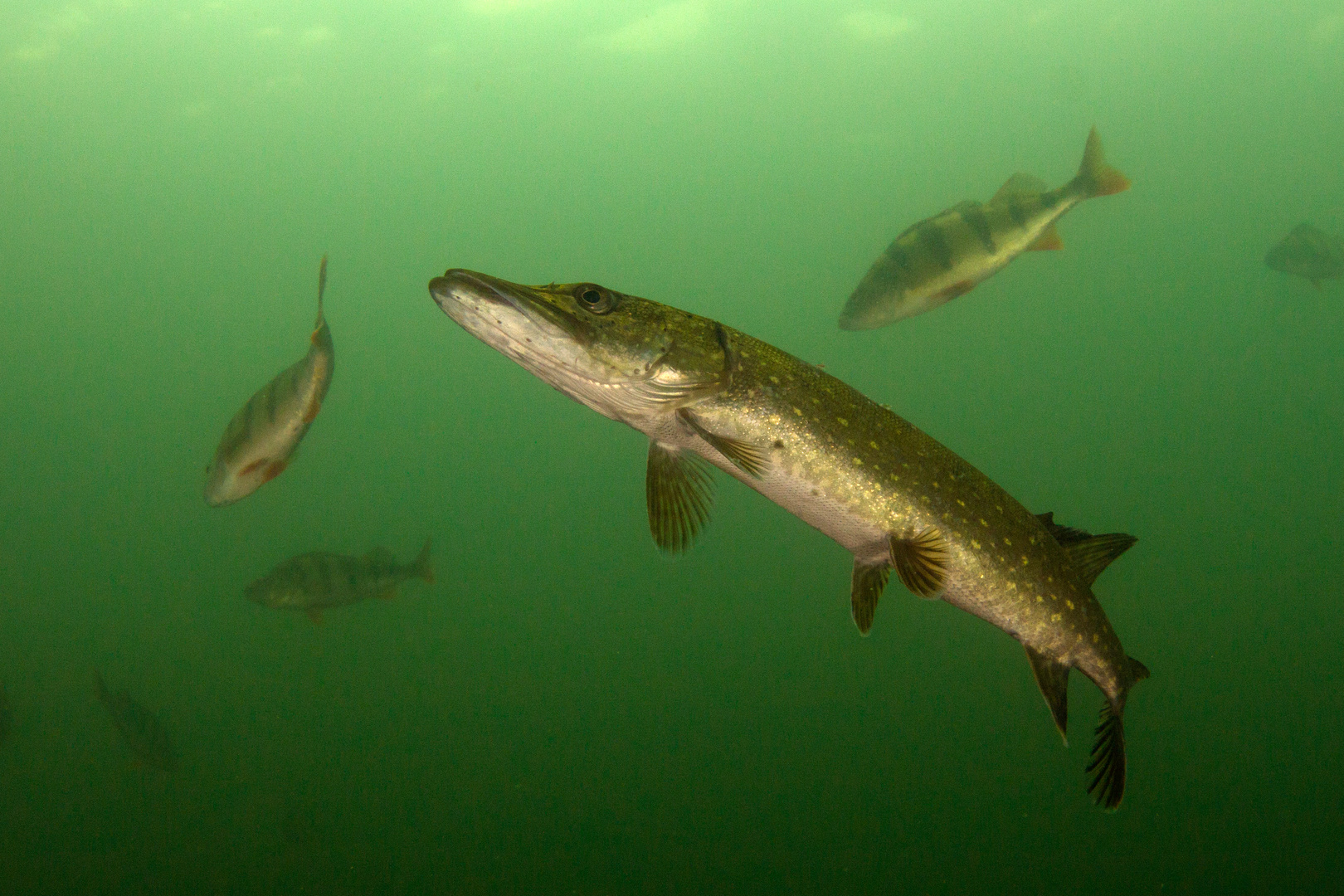 Hecht im Freiwasser Foto & Bild | natur, see, tiere Bilder auf ...