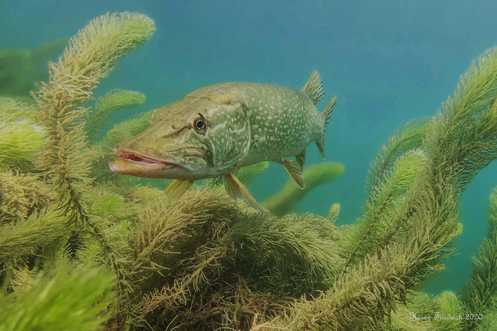 Hecht im Kraut Foto & Bild | tiere, wildlife, fische Bilder auf ...