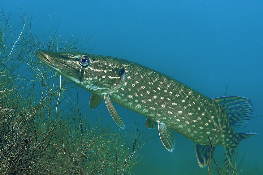 Hecht im Kulkwitzer See Foto & Bild | unterwasser, uw-süsswasser, natur ...