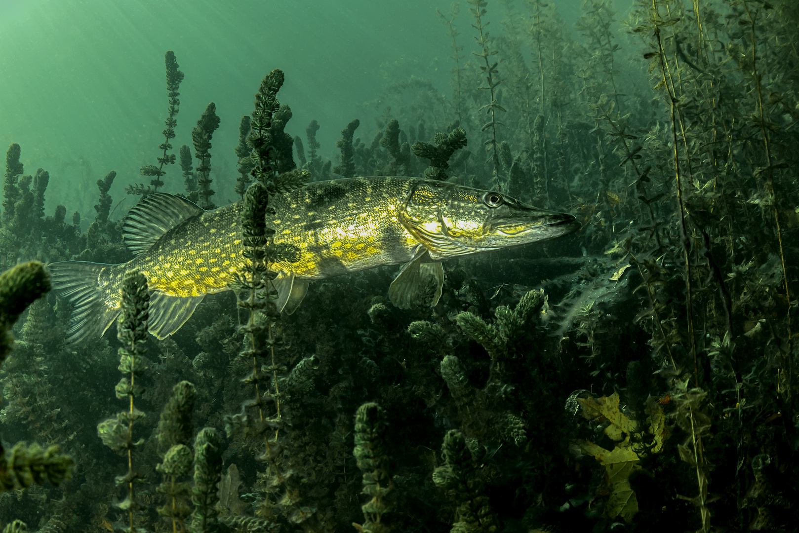 Hecht im Steinbruch Foto & Bild | unterwasser, uw-süsswasser, natur ...