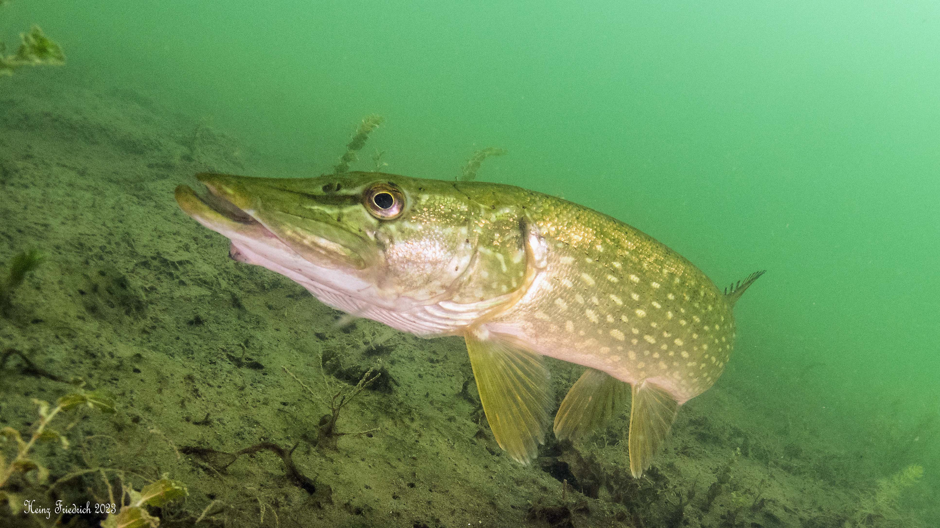Hecht in der Algenblühte Foto & Bild | tiere, wildlife, fische Bilder ...