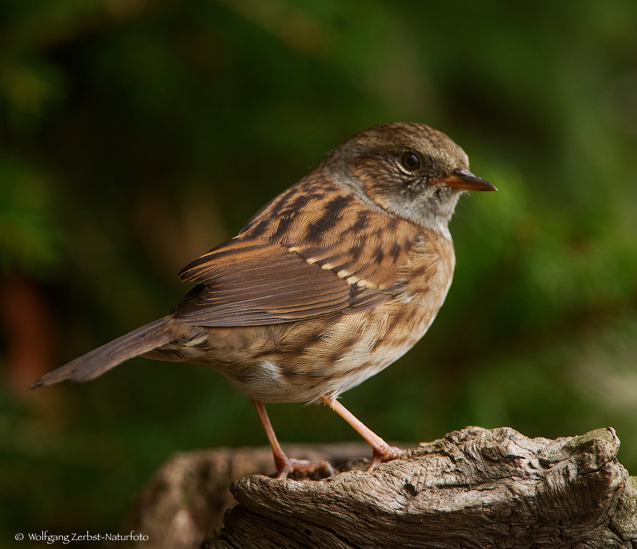 - HECKENBRAUNELLE - (Pruella modularis) Foto & Bild | fotos, world ...