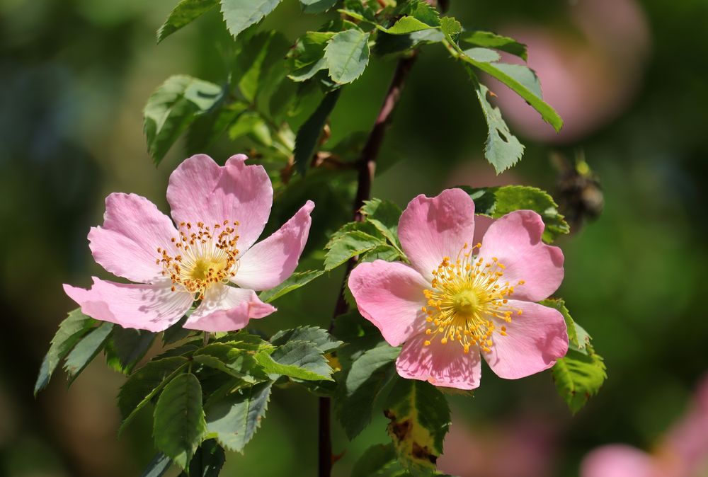 Heckenrosen rosa Foto & Bild | frühling 2022, natur Bilder auf ...