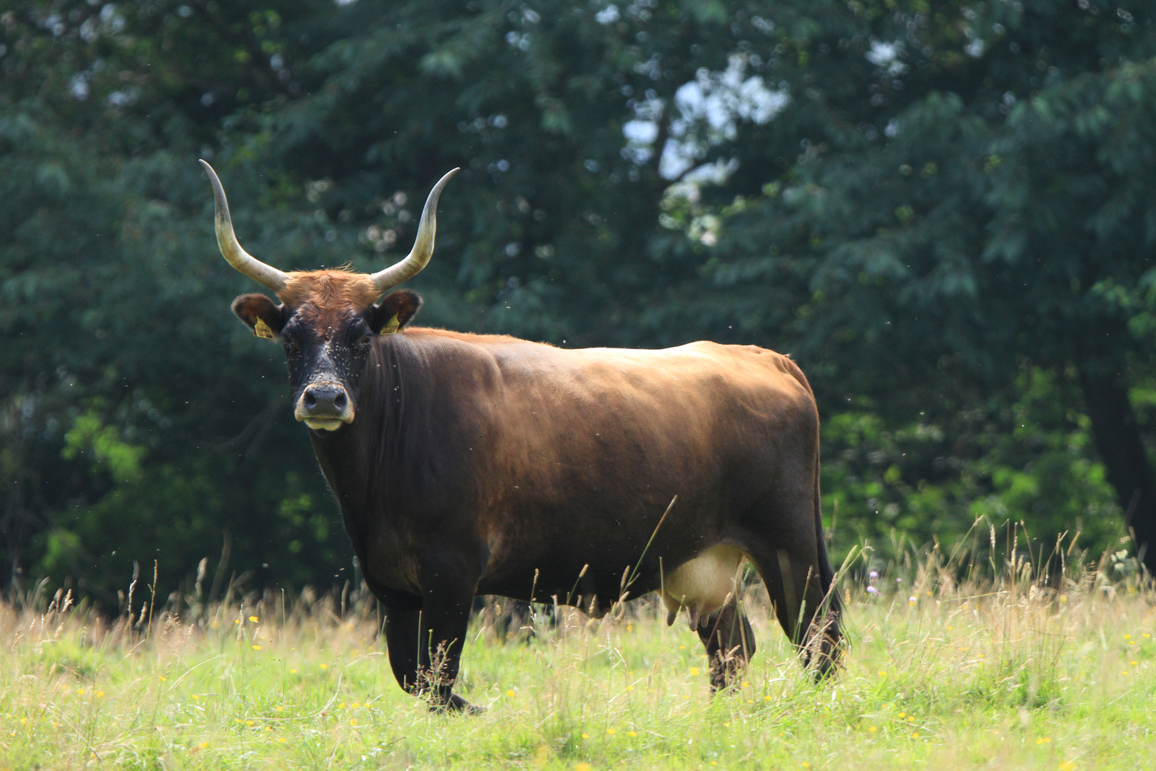 Heckrind Foto & Bild | natur, tiere, wildlife Bilder auf fotocommunity