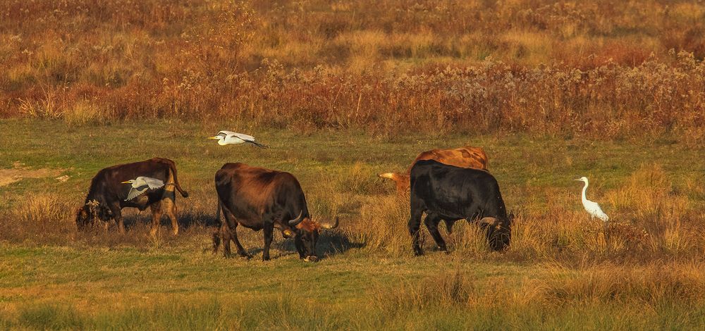Heckrinder Reiher 001 Foto & Bild | tiere, wildlife, säugetiere Bilder ...