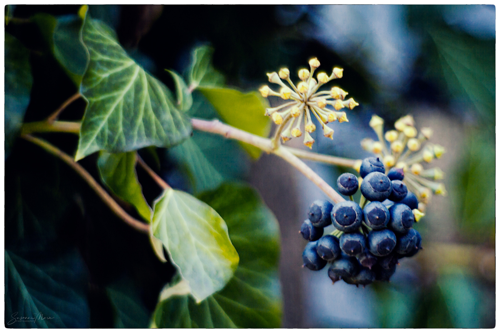 Hedera helix Foto & Bild | jahreszeiten, winter, natur-kreativ Bilder ...