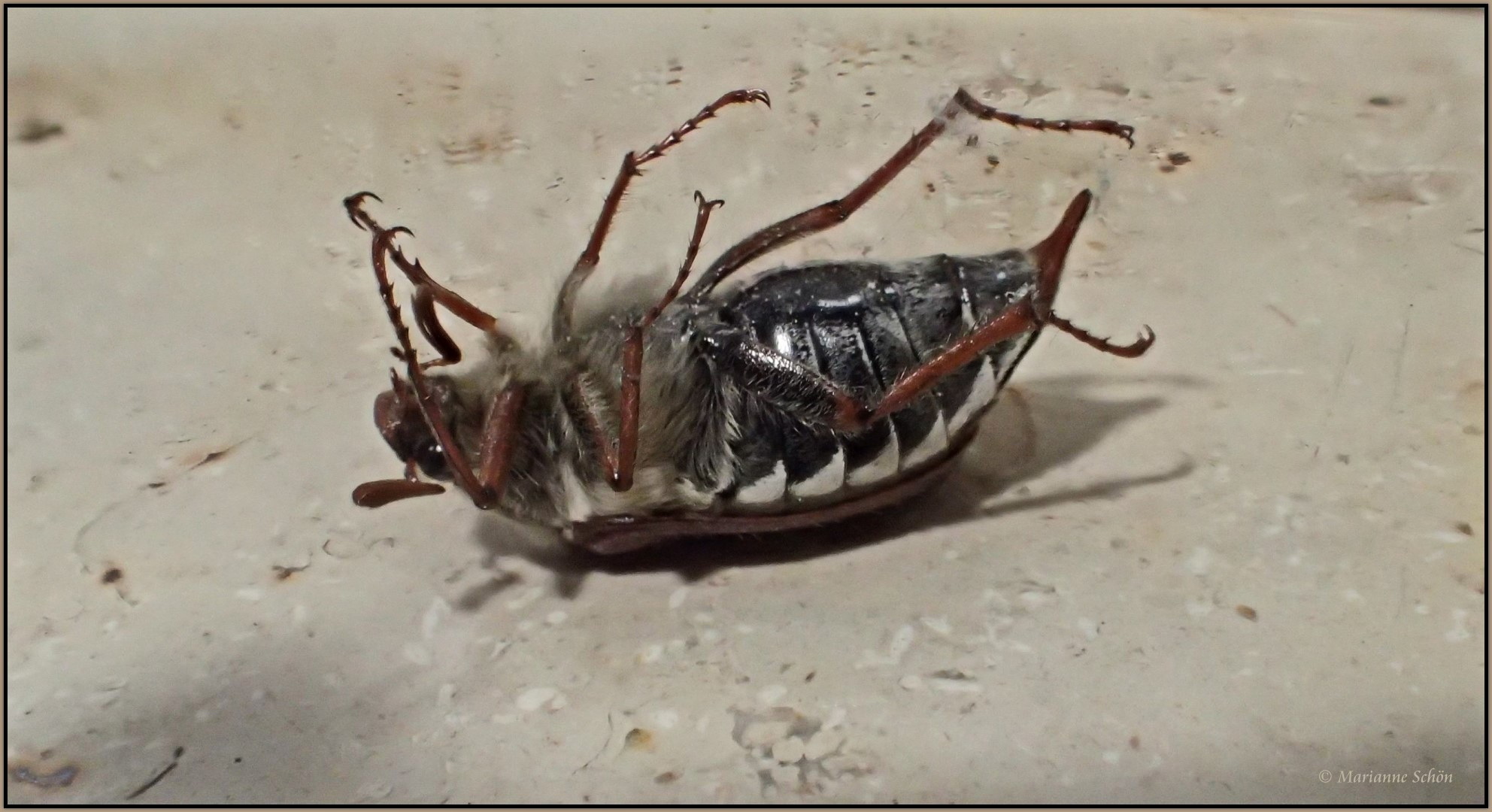 Hee du da... kannst du mir mal beim Umdrehen helfen ? Foto & Bild ...