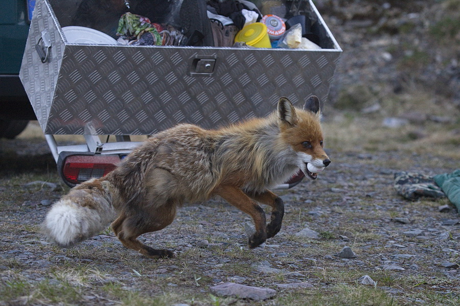 Heeee.... Foto & Bild | wildlife , natur, tiere Bilder auf fotocommunity