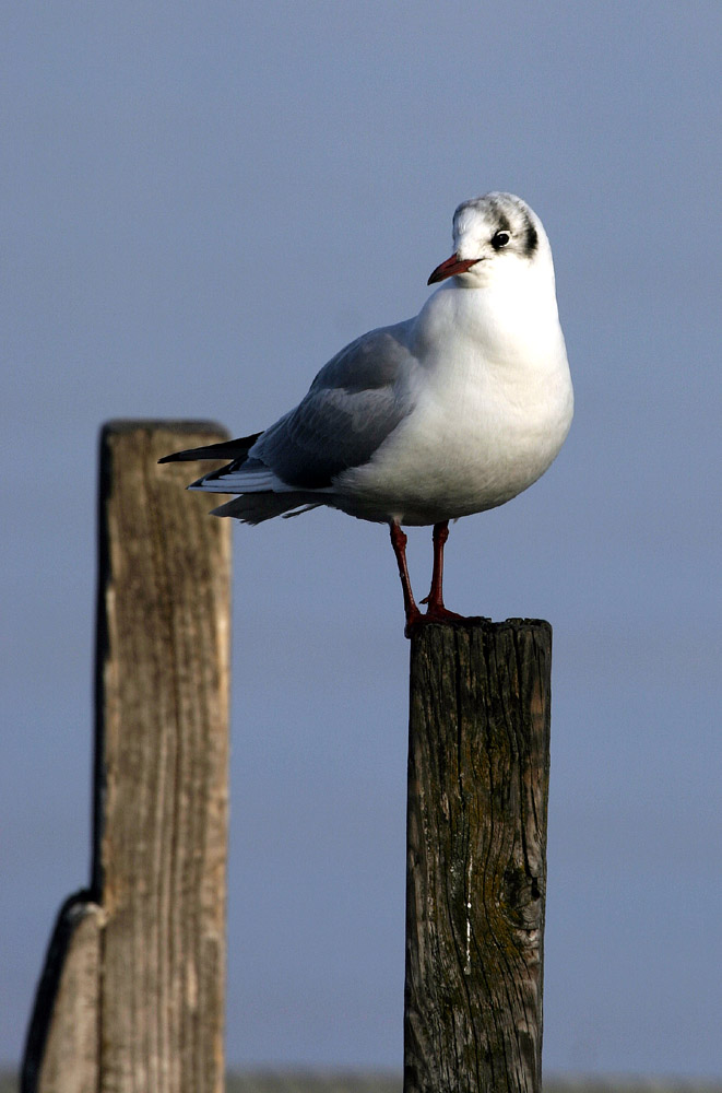 Hei du, ich hab den vollen Überblick.... Foto & Bild | tiere, wildlife ...
