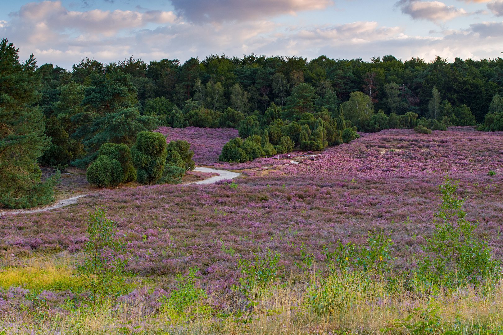 Heide Foto & Bild | landschaft, heide, adamss aw Bilder auf fotocommunity