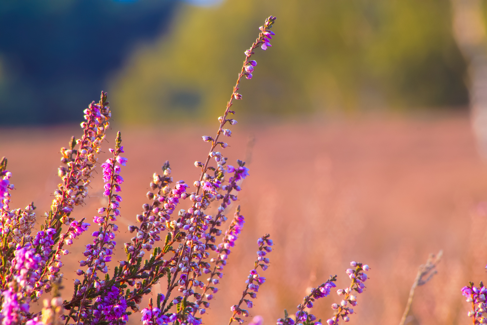 Heide Foto & Bild | nah- & makro, landschaft, techniken Bilder auf ...