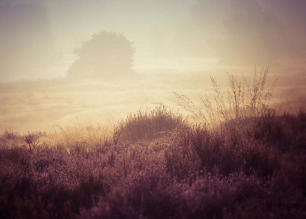 Heide Foto & Bild | licht, natur, landschaft Bilder auf fotocommunity