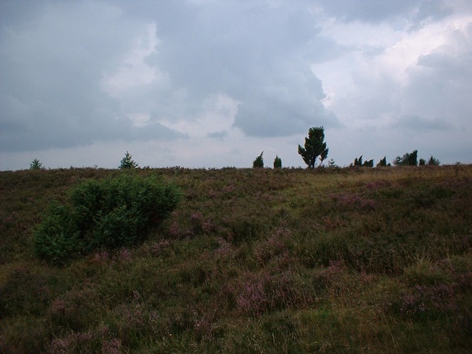 Heide Foto & Bild | jahreszeiten, herbst, natur Bilder auf fotocommunity