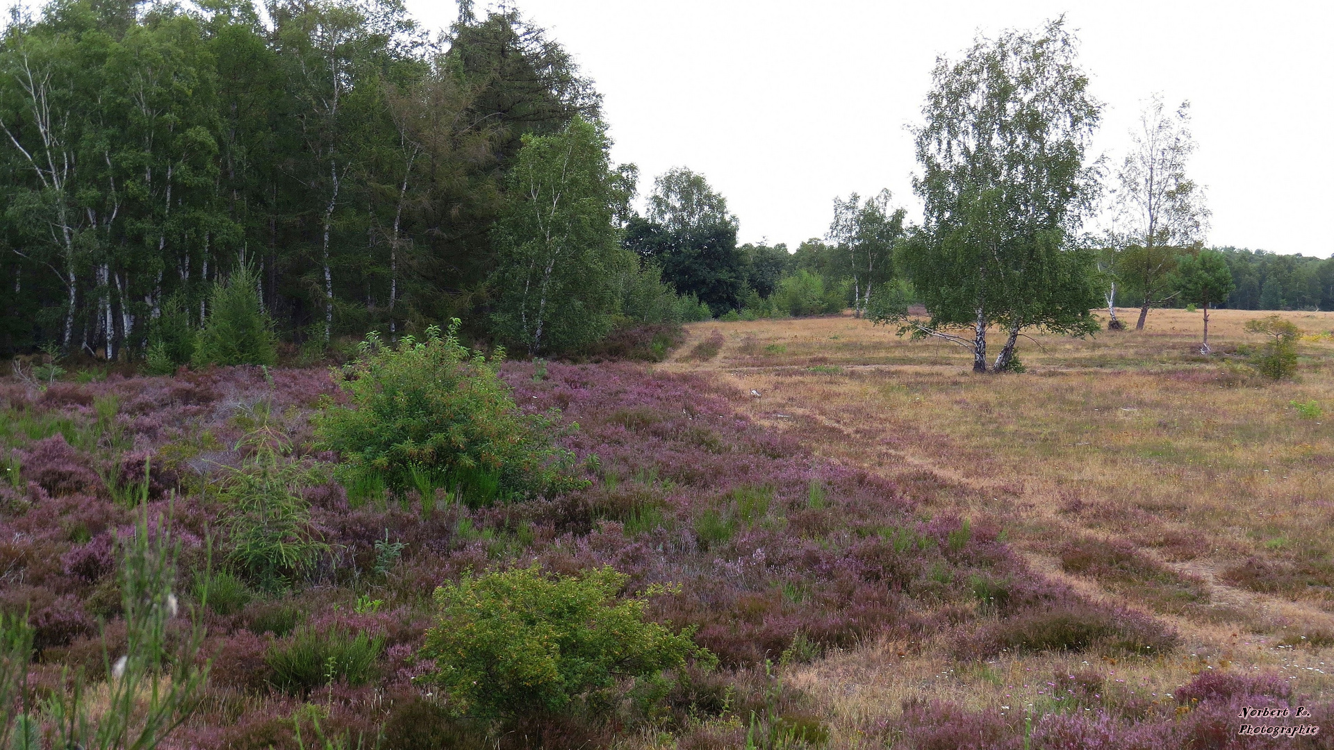 Heide Foto & Bild | grün, natur, landschaft Bilder auf fotocommunity