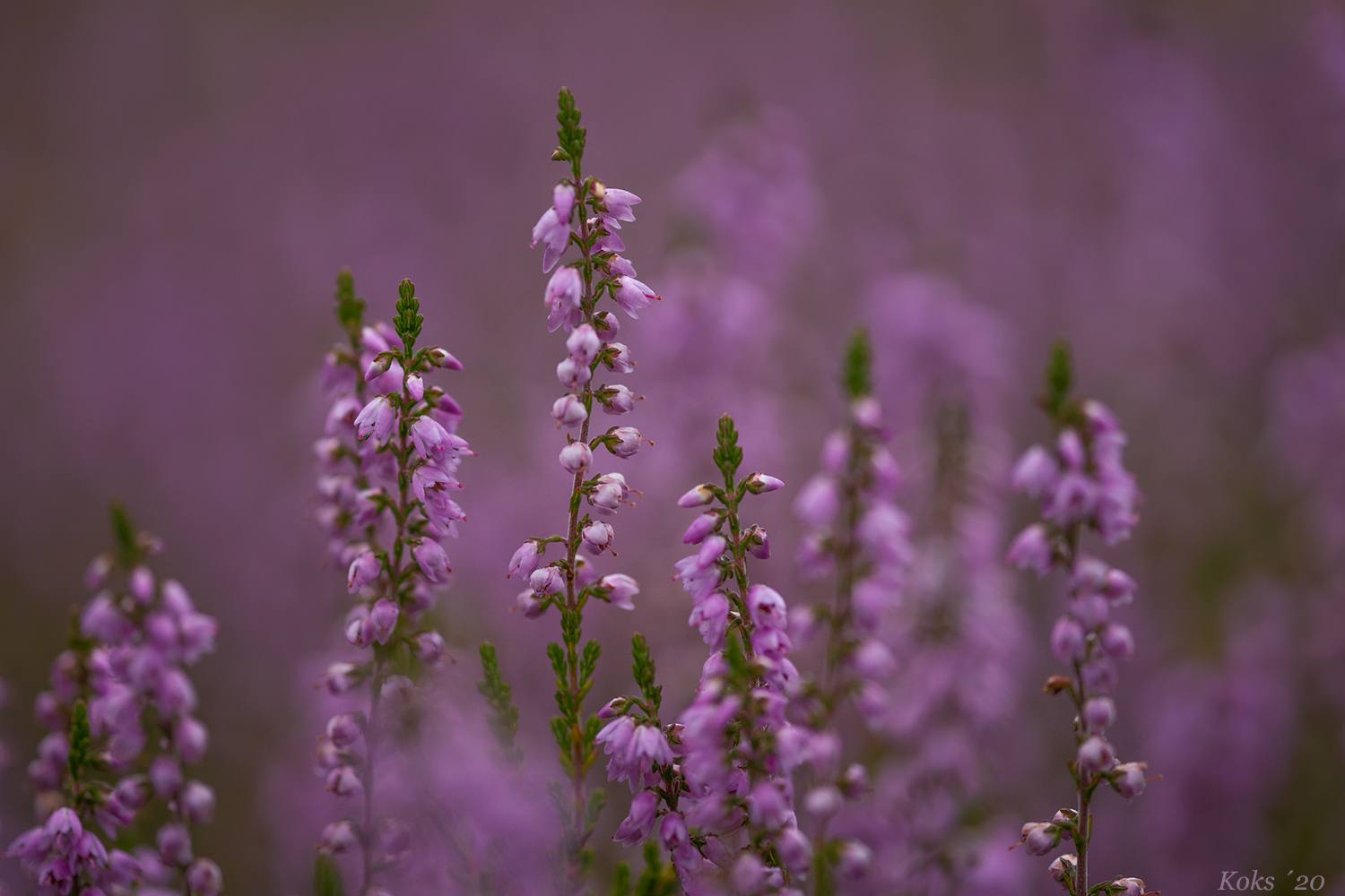 Heide Foto & Bild | makro, natur, landschaft Bilder auf fotocommunity