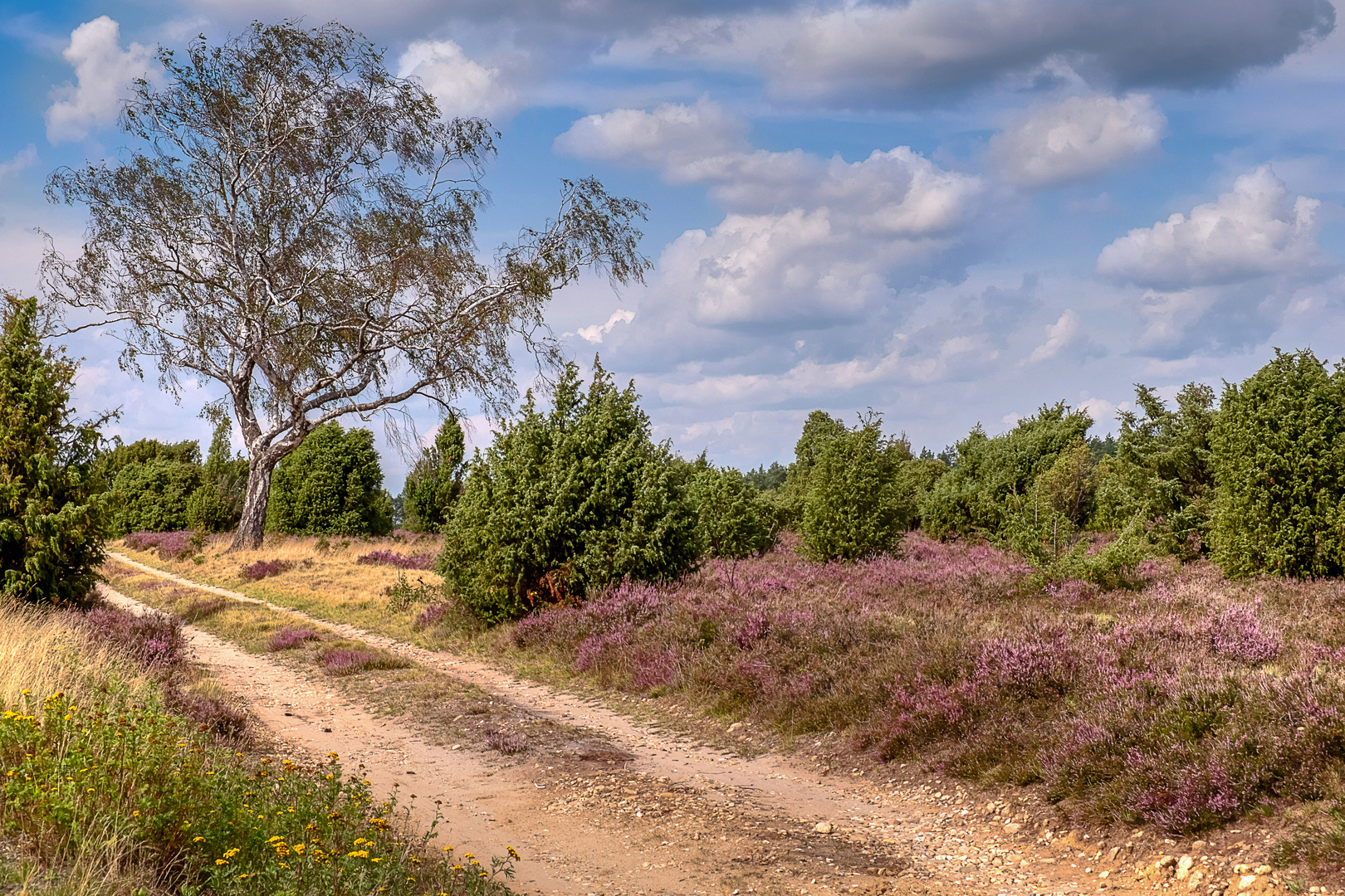 Heide bei Faßberg Foto & Bild | world, landschaften, natur Bilder auf ...