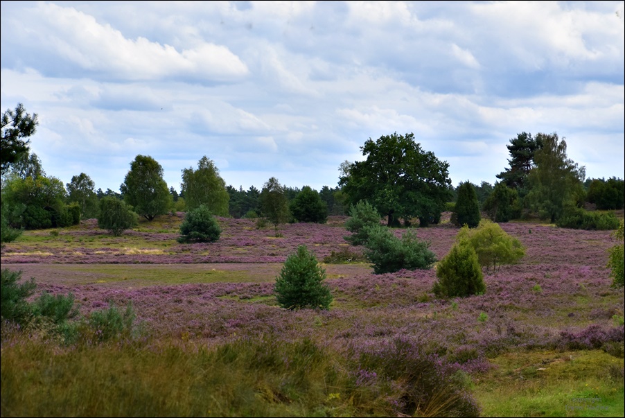Heide ... Heide... Heide Foto & Bild | landschaft, jahreszeiten ...