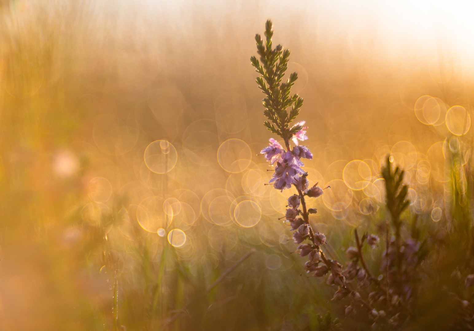 Heide II_________ Foto & Bild | pflanzen, pilze & flechten, natur ...
