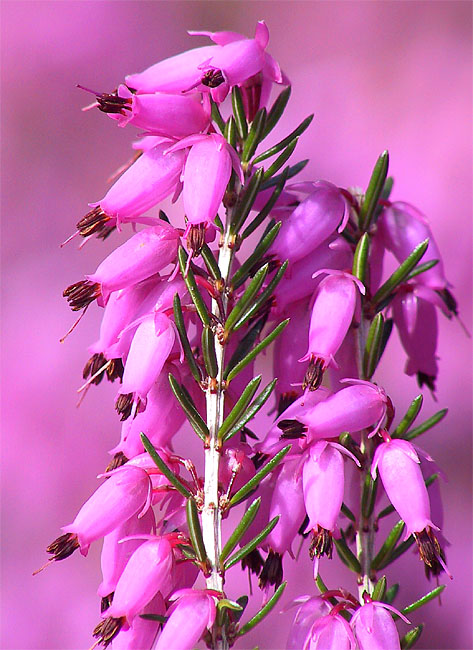 Heide in voller Blüte Foto & Bild | pflanzen, pilze & flechten, natur ...