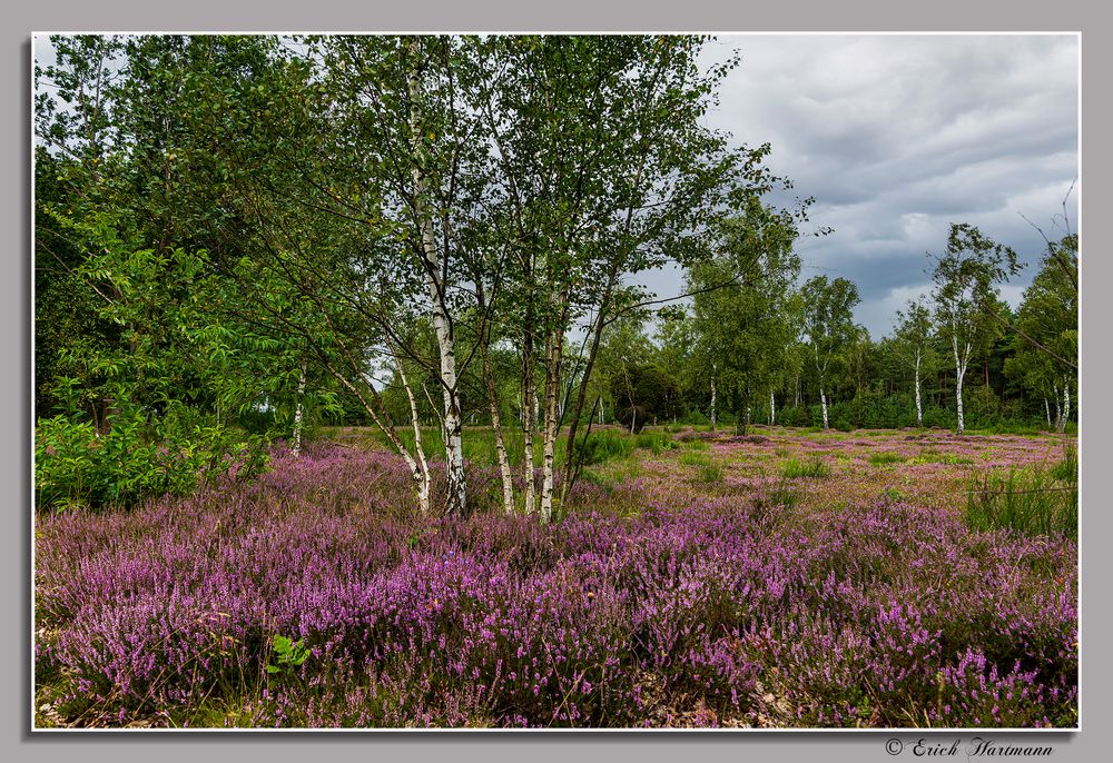 Heide und Birken Foto & Bild | landschaft, heide, fotos Bilder auf ...