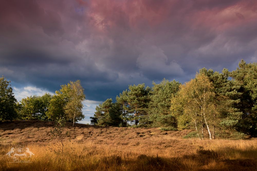 Heide_1 Foto & Bild | natur, landschaft Bilder auf fotocommunity