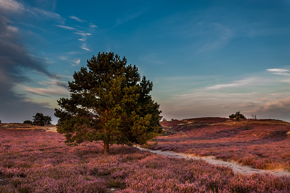 Heideblüte Foto & Bild | landschaft, heide, landschaften Bilder auf ...