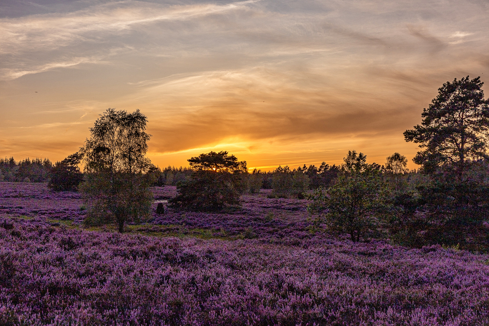 Heideblüte Foto & Bild | deutschland, europe, niedersachsen Bilder auf ...