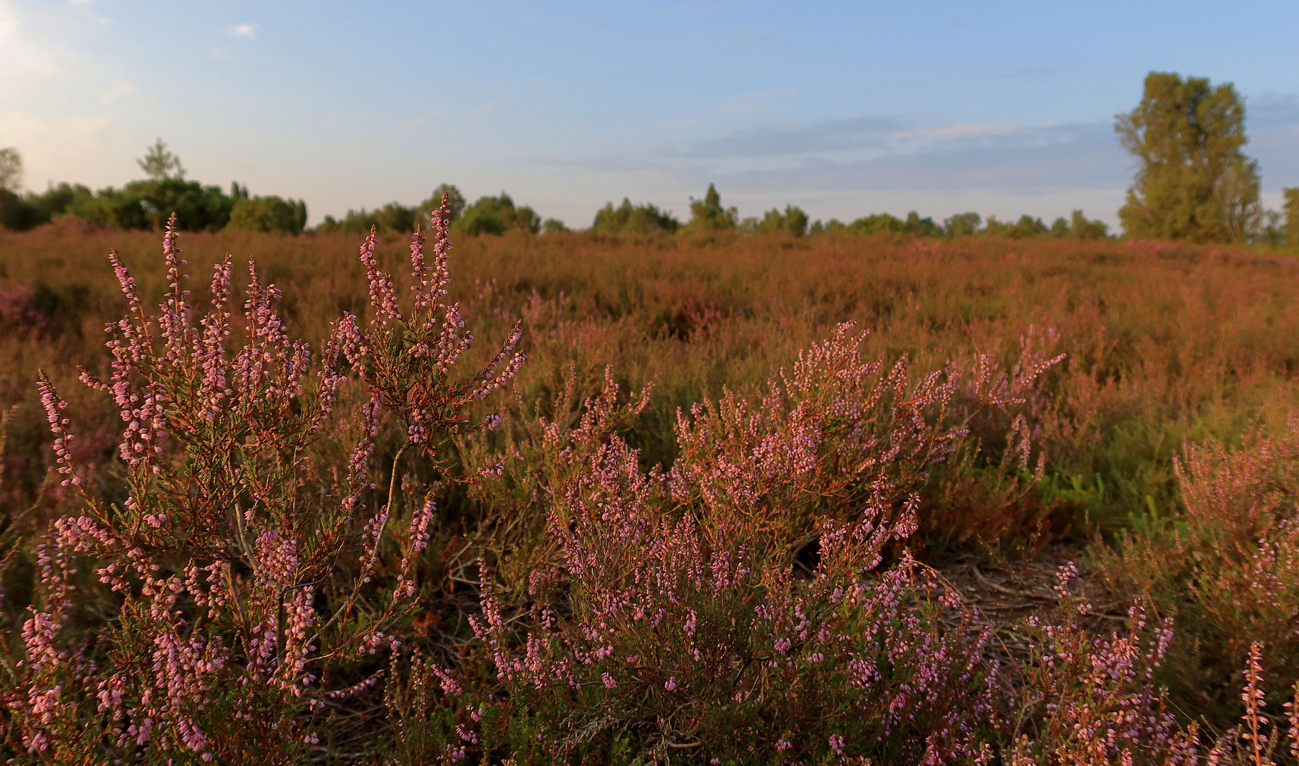 Heideblüte Foto & Bild | natur und blumen, natur, heide Bilder auf ...