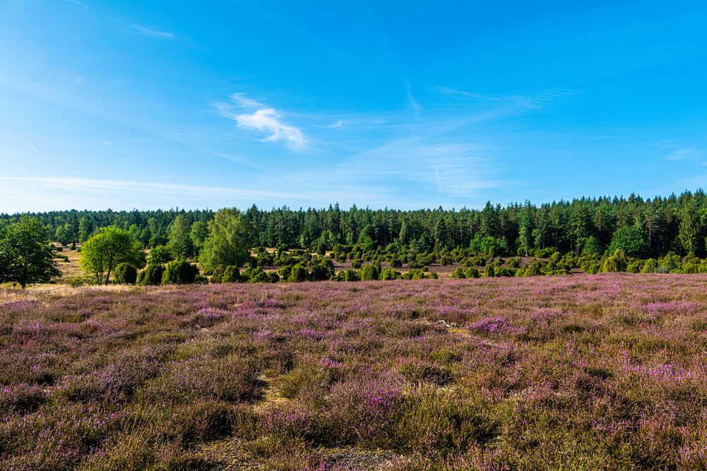 _Heideblüte_ Foto & Bild | fotos, outdoor, himmel Bilder auf fotocommunity