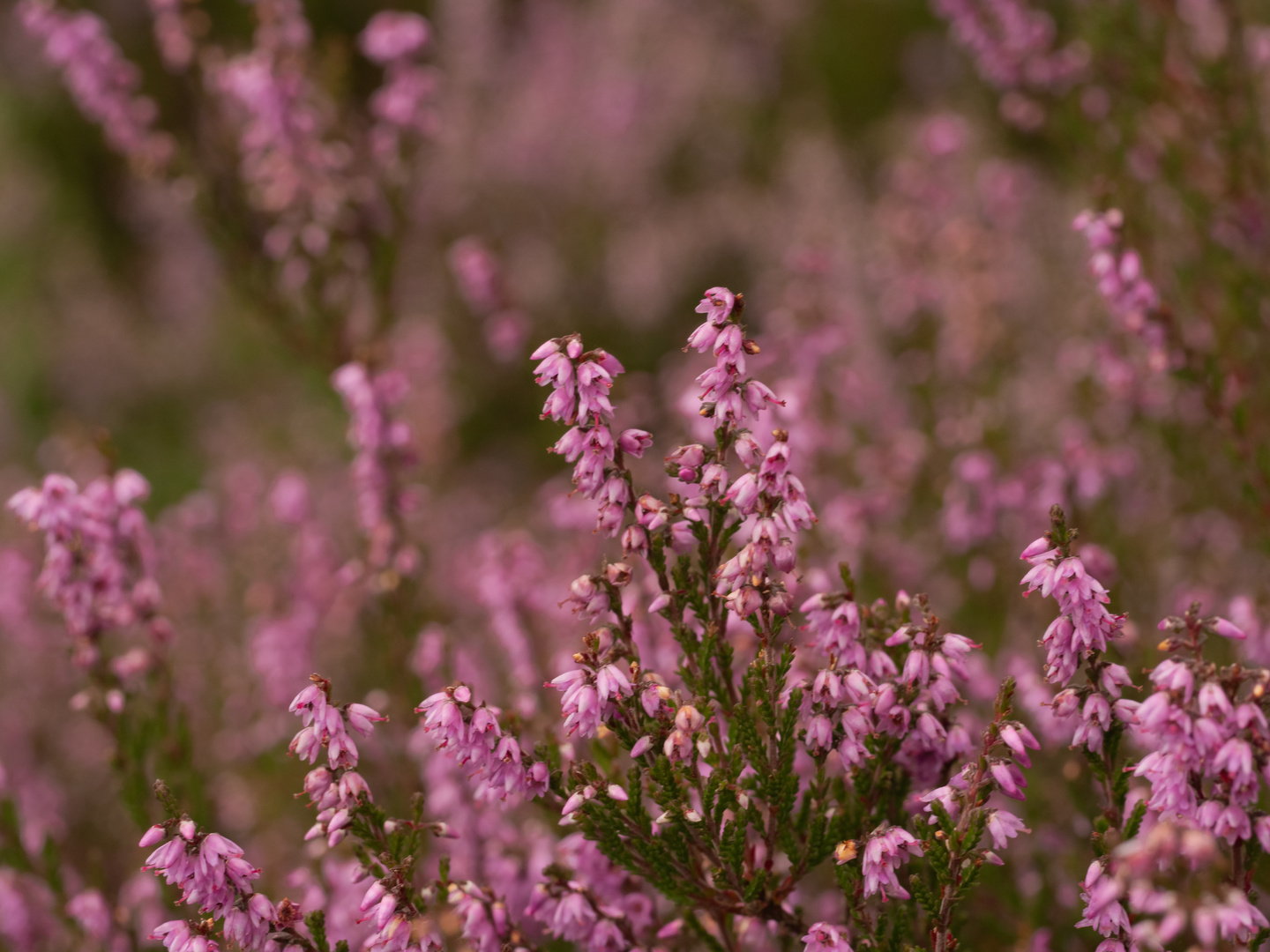 Heideblüte Foto & Bild | landschaft, jahreszeiten, sommer Bilder auf ...