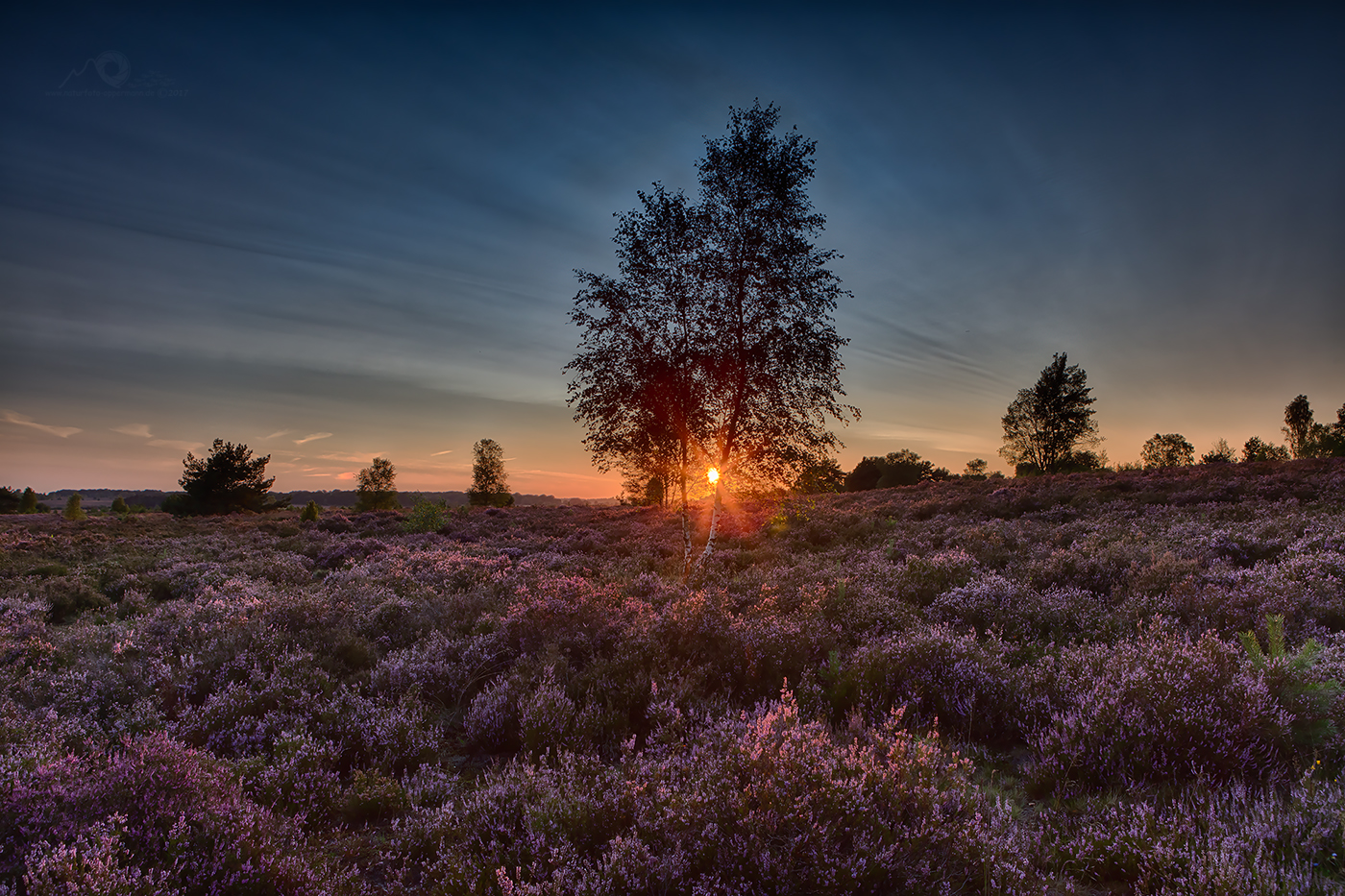 Heideblüte Foto & Bild | landschaft, heide, sonnenuntergang Bilder auf ...