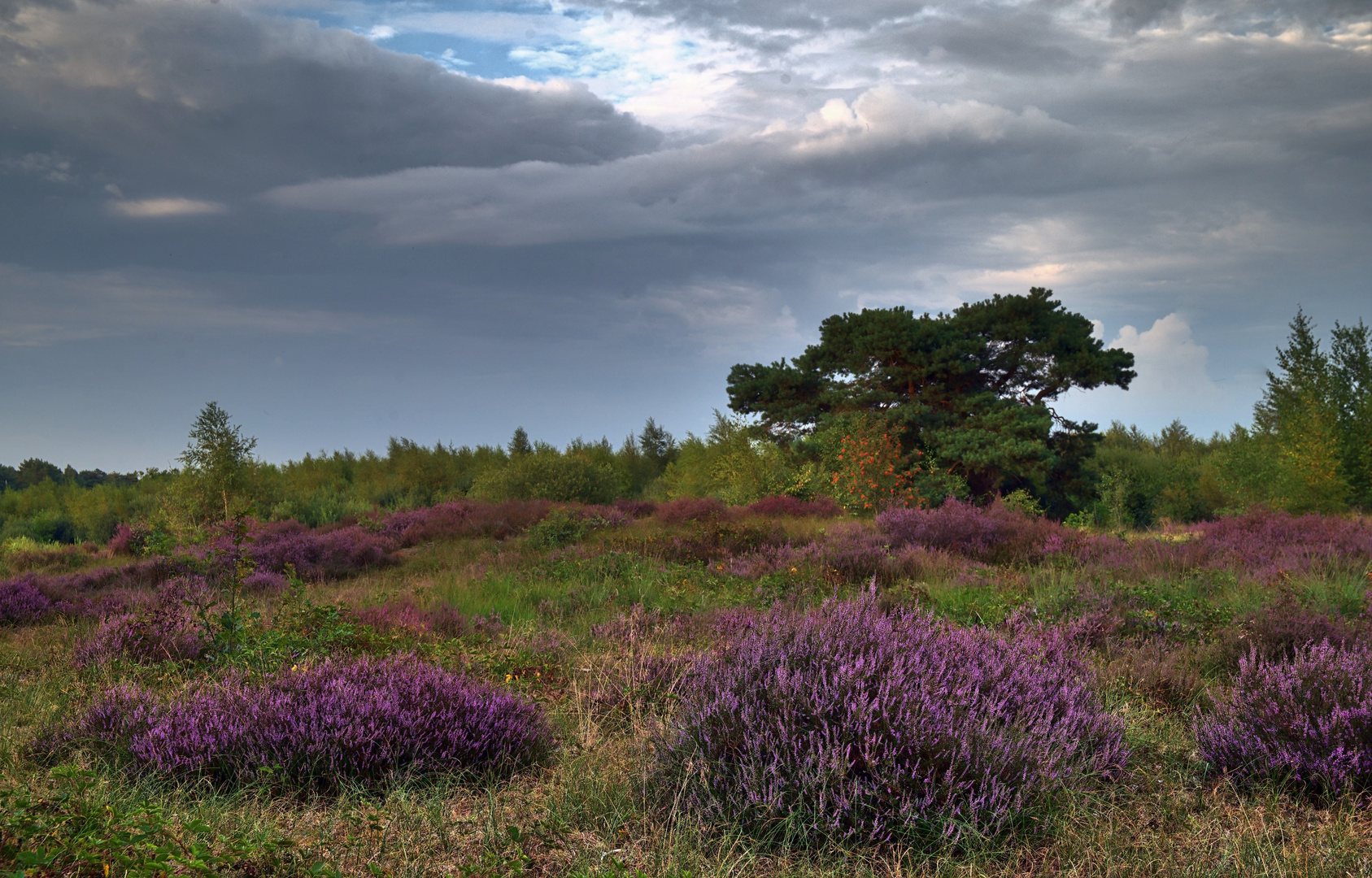 Heideblüte am Mittwoch Foto & Bild | landschaft, lebensräume, projekte ...