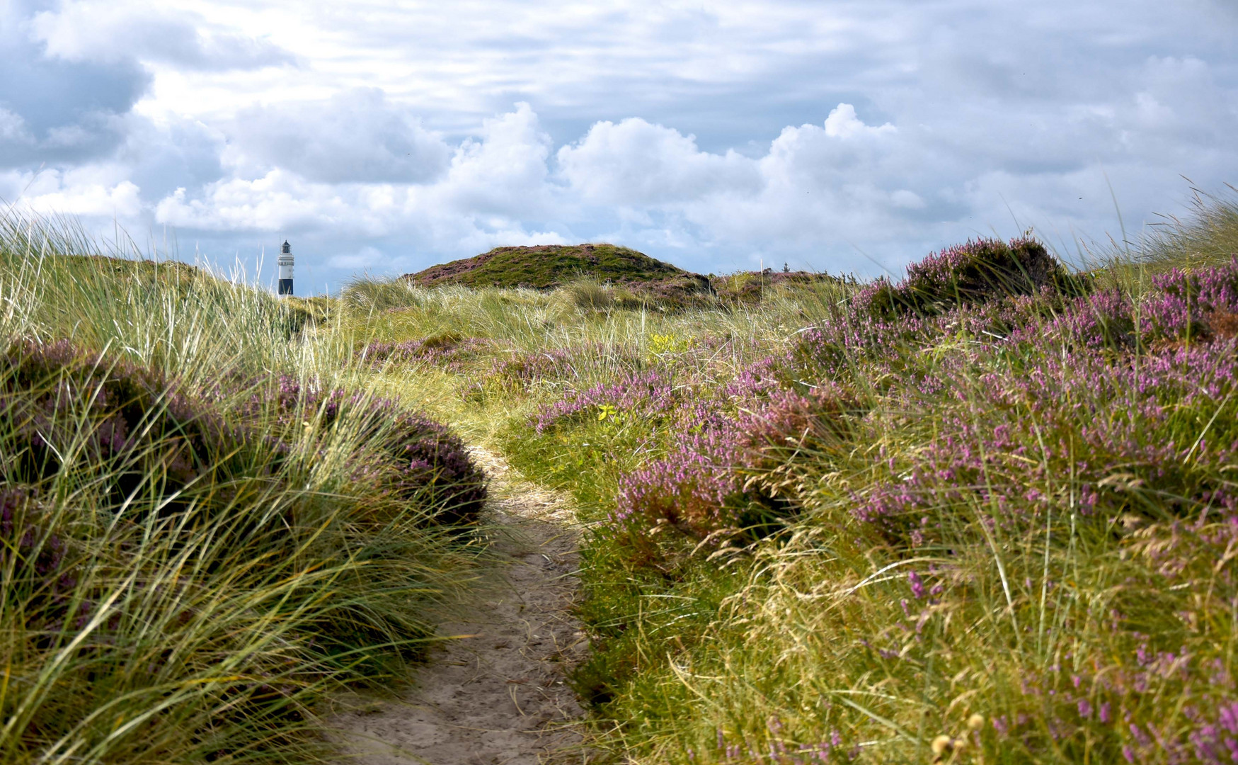 Heideblüte auf Sylt Foto & Bild | lebensraüme, natur, strand Bilder auf ...