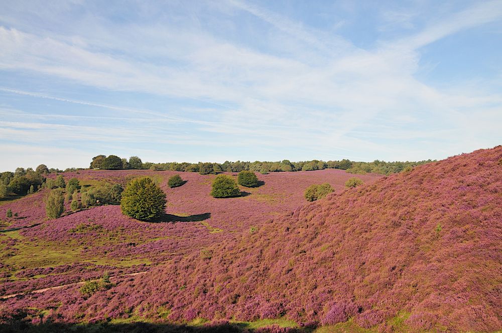 Heideblüte im Veluve-Zoom NL Foto & Bild | landschaft, heide, natur ...
