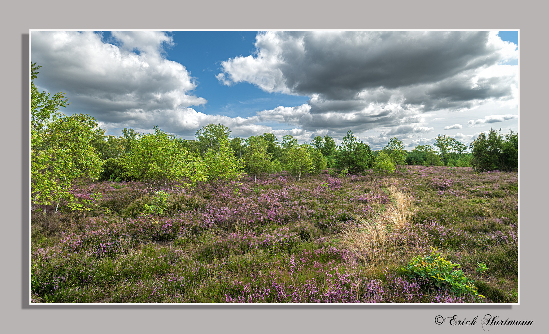 Heidefläche bei Bokel Foto & Bild | landschaft, heide, fotos Bilder auf fotocommunity
