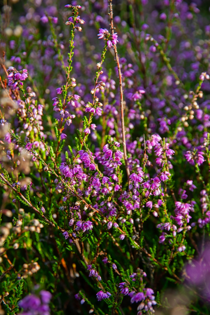 Heidekraut Foto & Bild | pflanzen, pilze & flechten, blüten ...