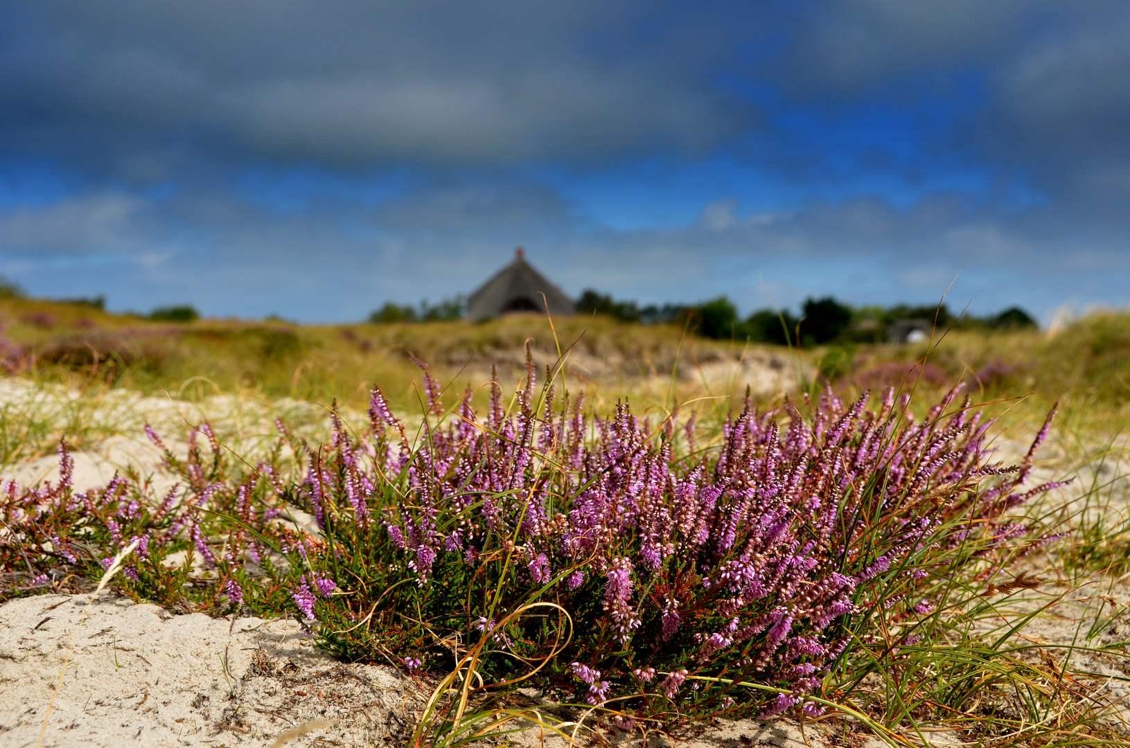Heidekraut Foto & Bild | deutschland, europe, mecklenburg- vorpommern ...