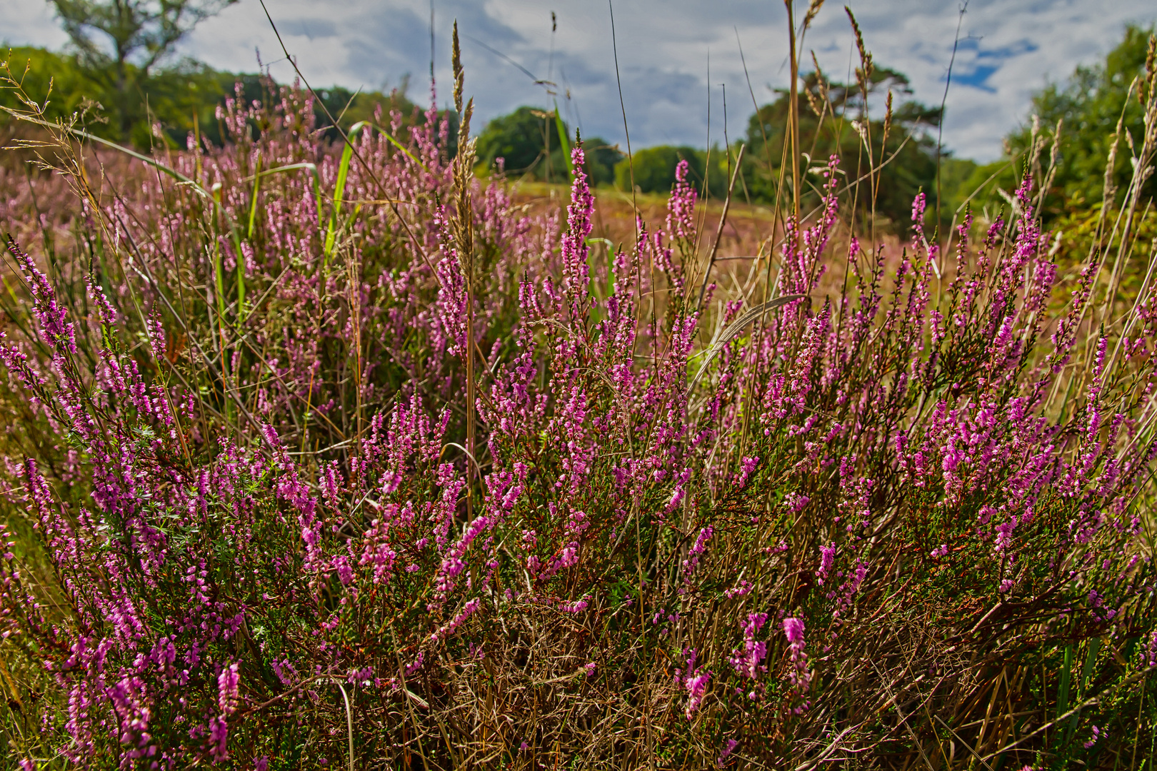 Heidekraut Foto & Bild | pflanzen, pilze & flechten, blüten ...