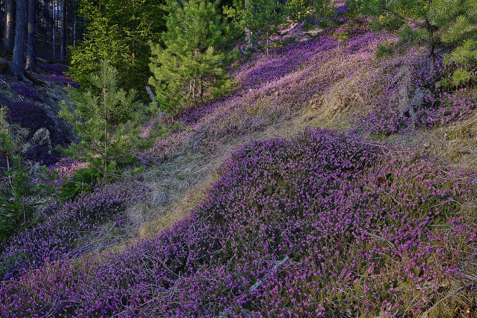 Heidekraut Foto & Bild | landschaft, wald, frühblüher Bilder auf ...